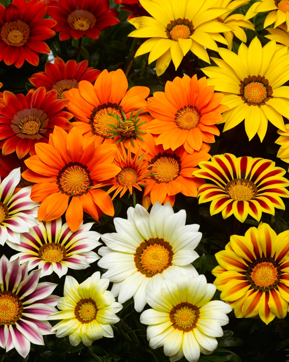 Gazania mix – Flowers by Sleeman