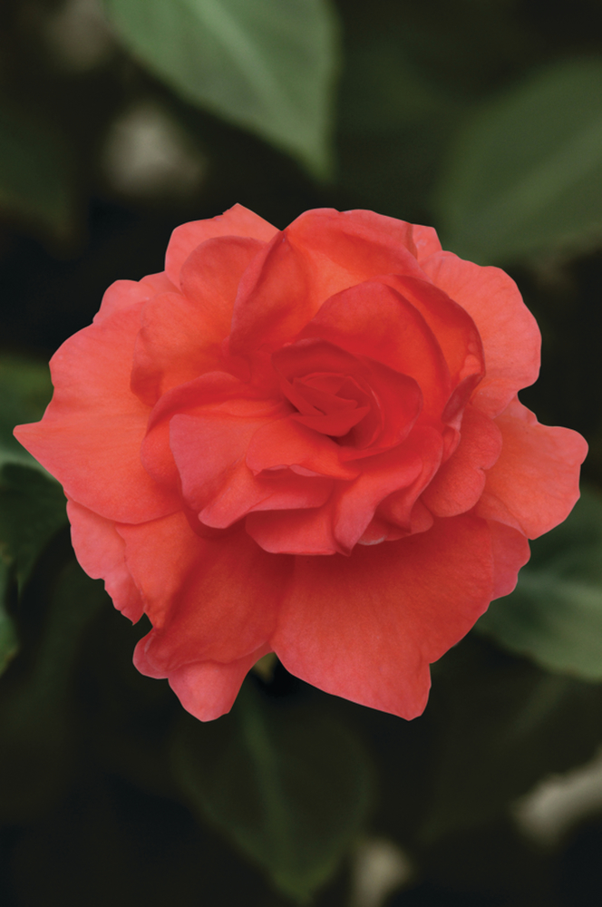 Impatiens double fiesta bonita salmon – Flowers by Sleeman