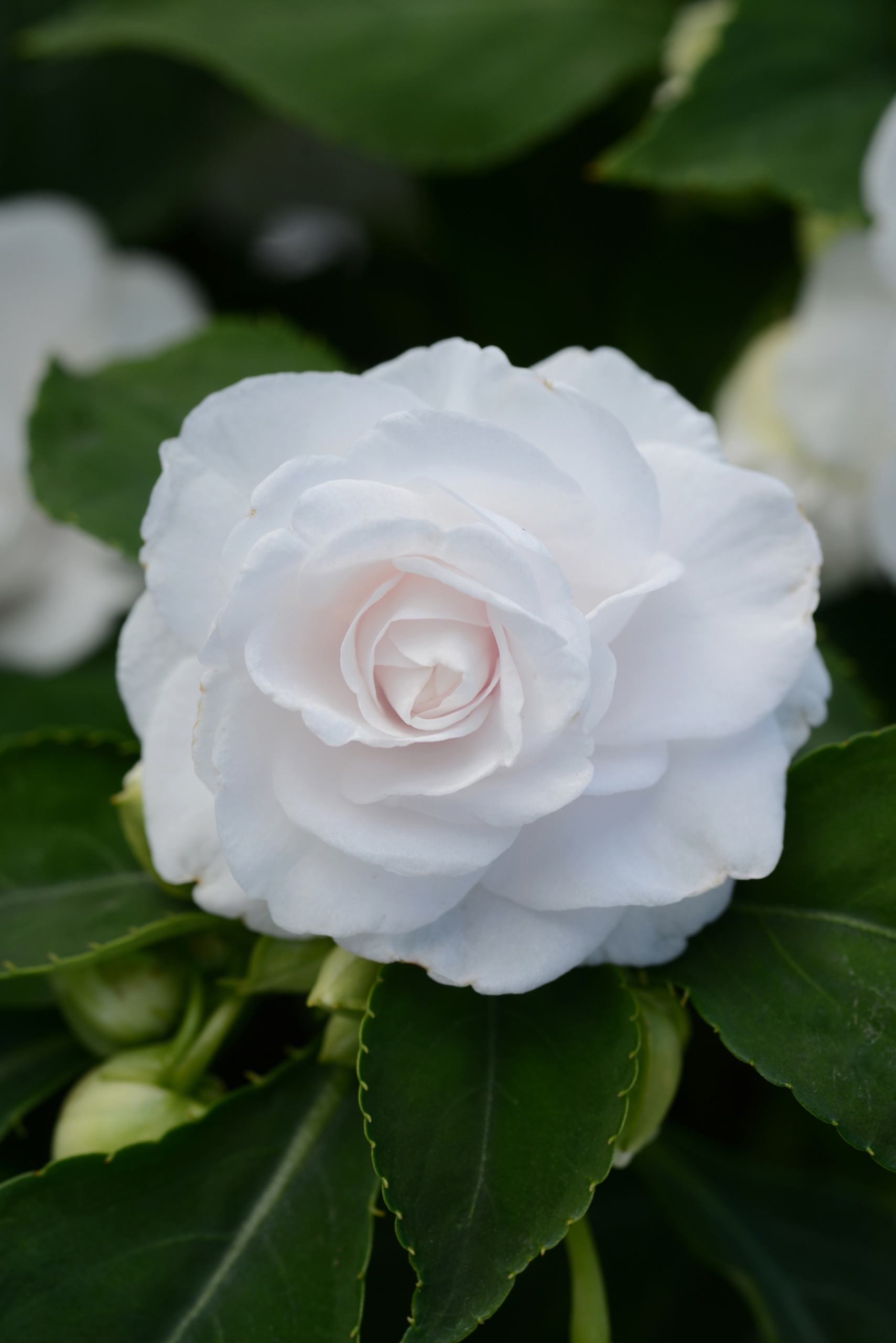 Impatiens double fiesta bonita white – Flowers by Sleeman