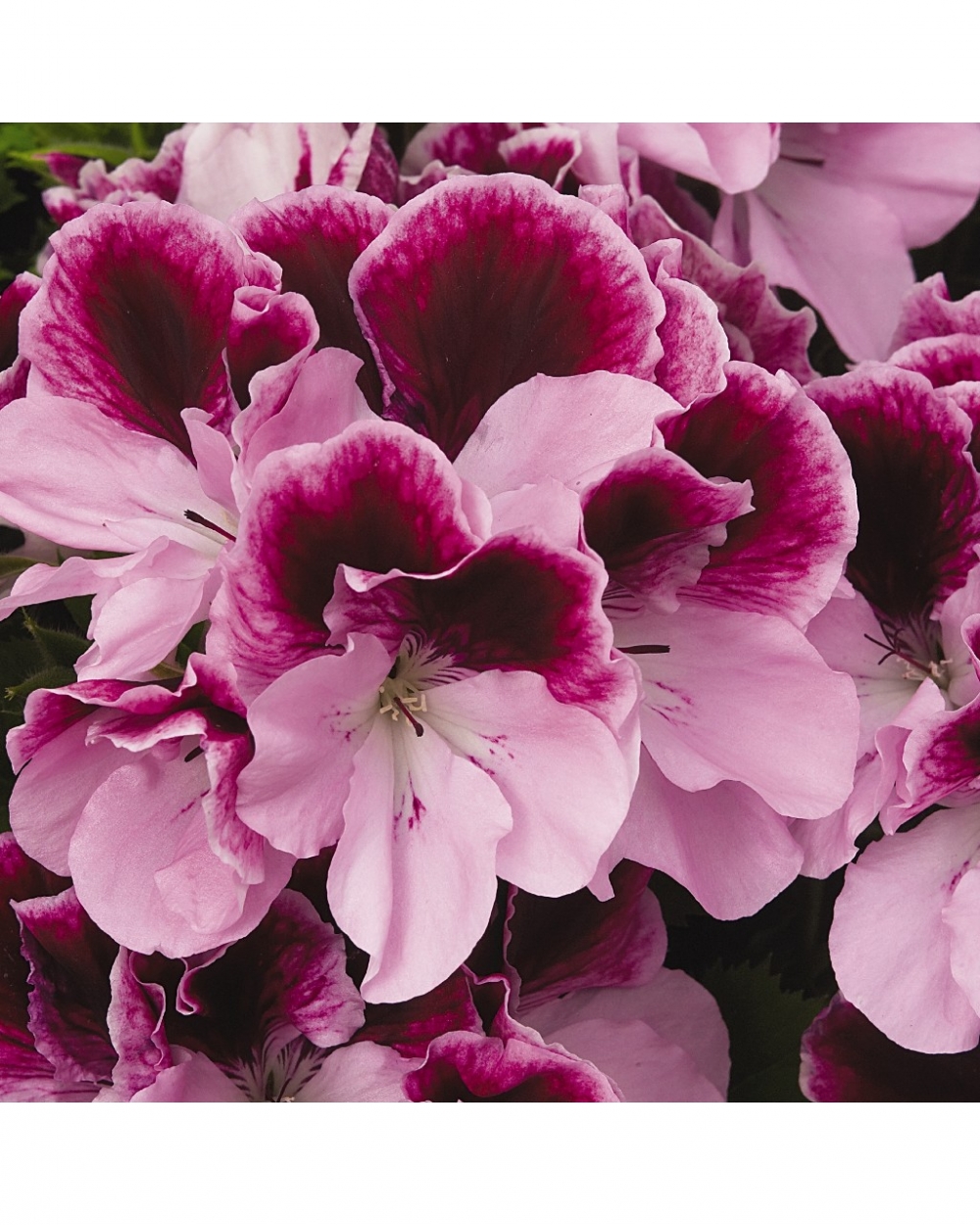 Martha Washington geranium purple majesty – Flowers by Sleeman