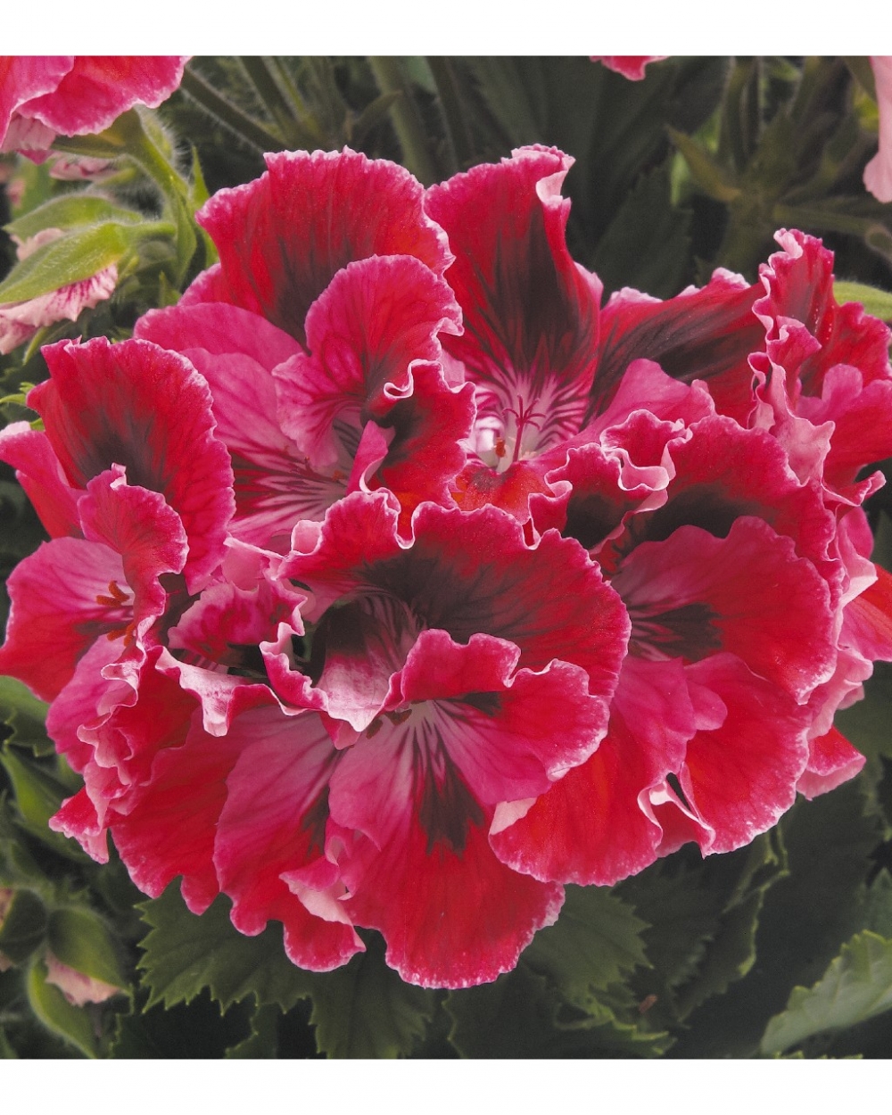 Martha Washington geranium red velvet – Flowers by Sleeman