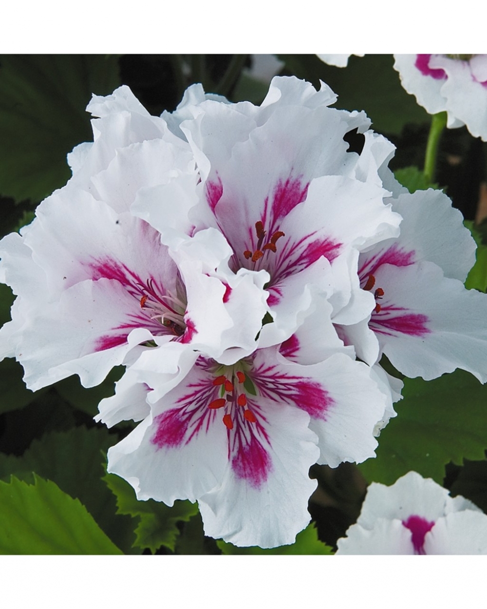 Martha Washington geranium royalty white – Flowers by Sleeman