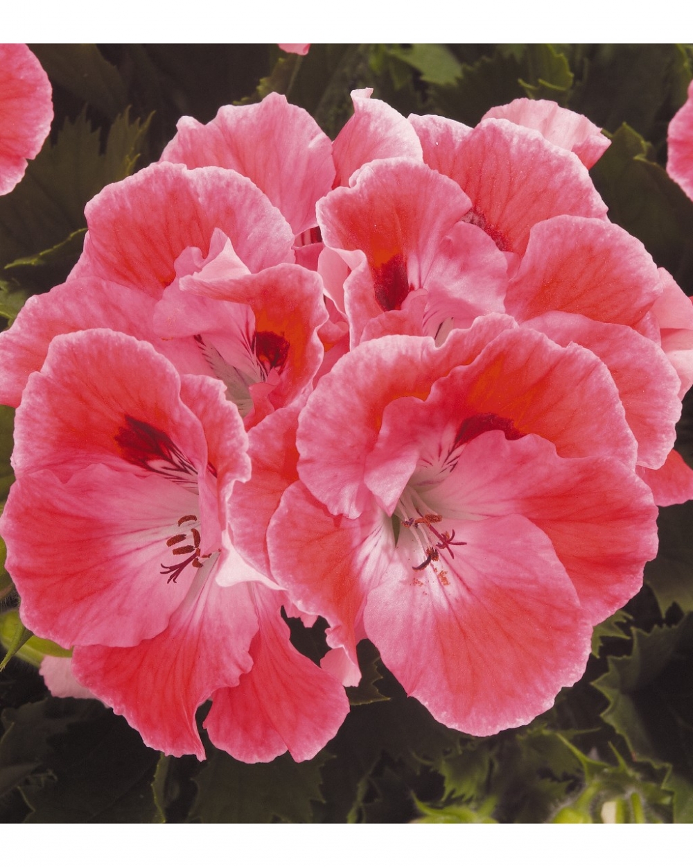 Martha Washington geranium sunrise – Flowers by Sleeman