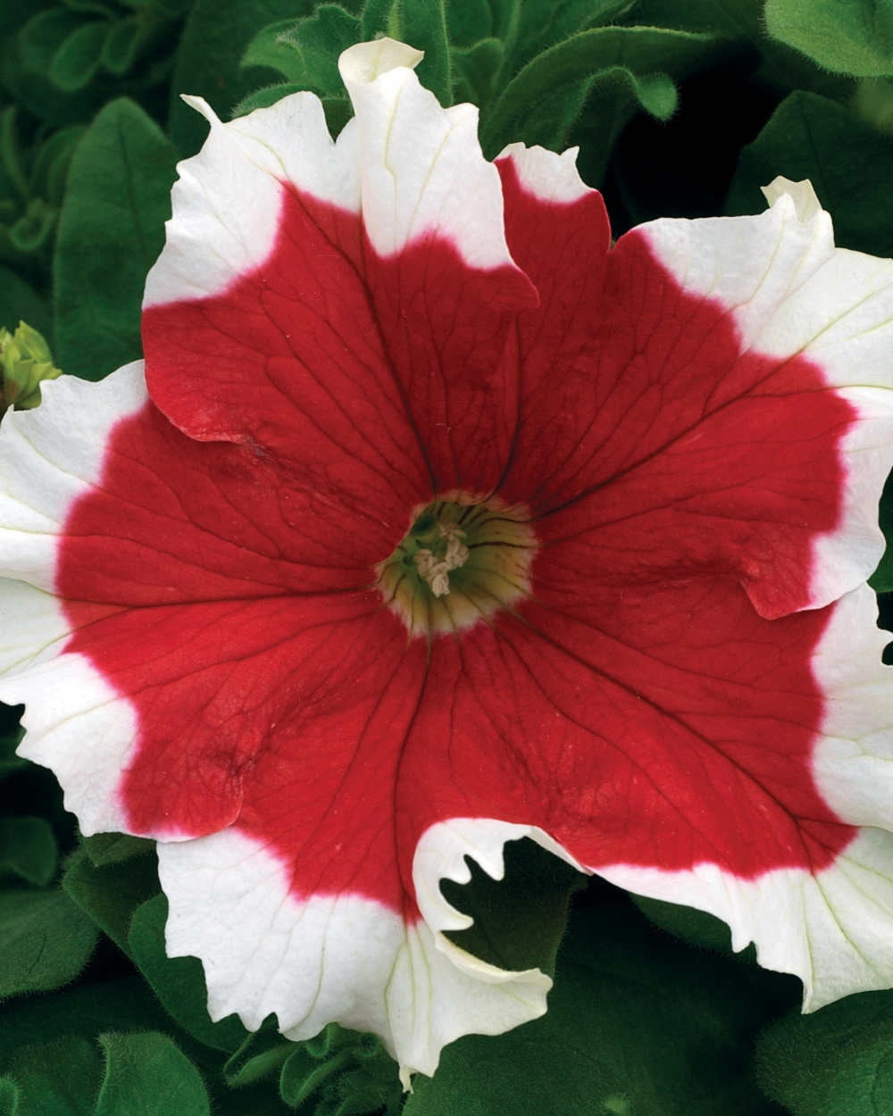 Petunia frost fire – Flowers by Sleeman